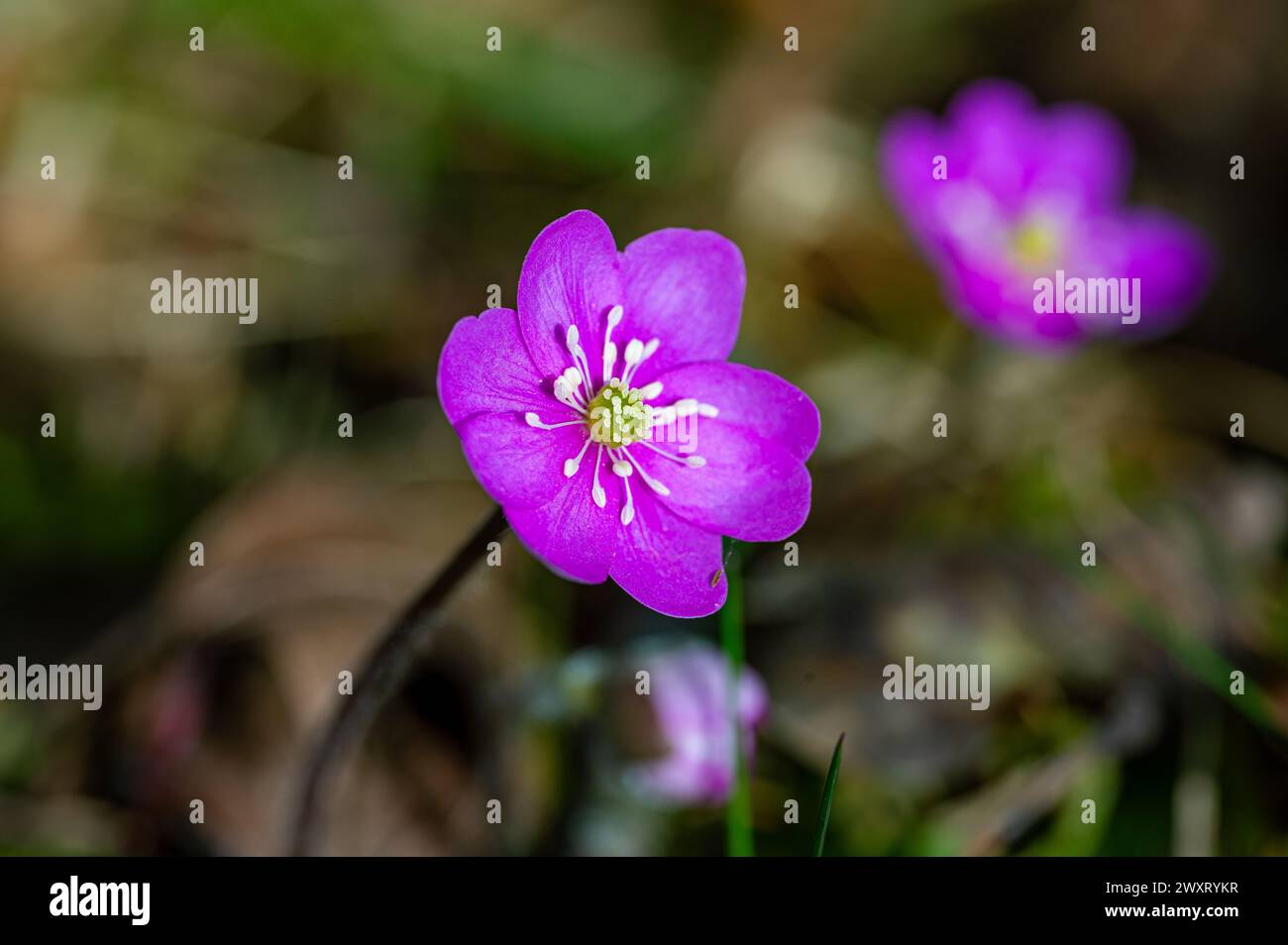 Hepatica nobilis Liverleaf in different colors Kumla Sweden Stock Photo ...