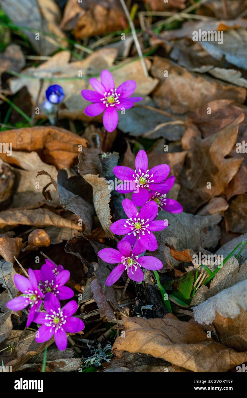 Hepatica nobilis Liverleaf in different colors Kumla Sweden Stock Photo ...