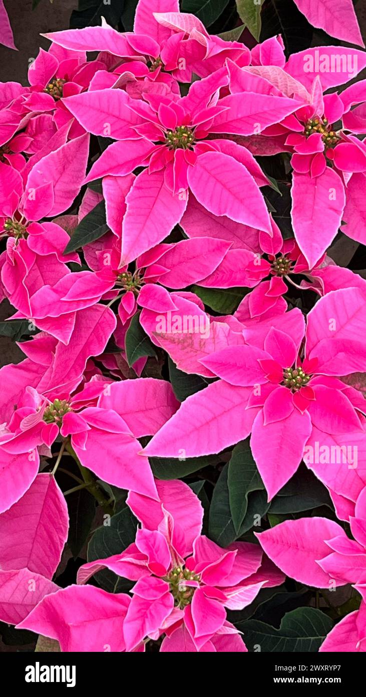 Euphorbia in pot hi-res stock photography and images - Alamy