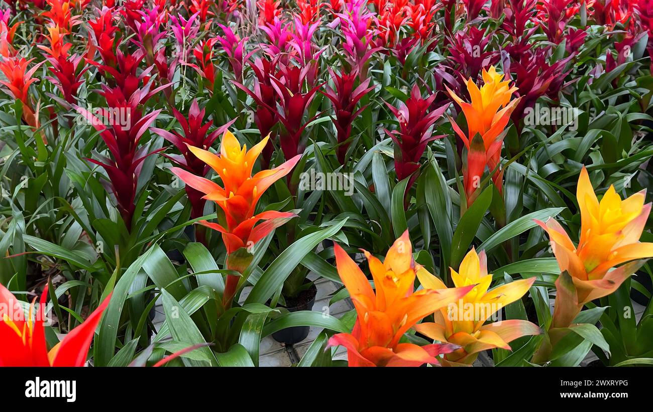 Colorful group of magnificent tropical plants of Guzmanias flowers ...