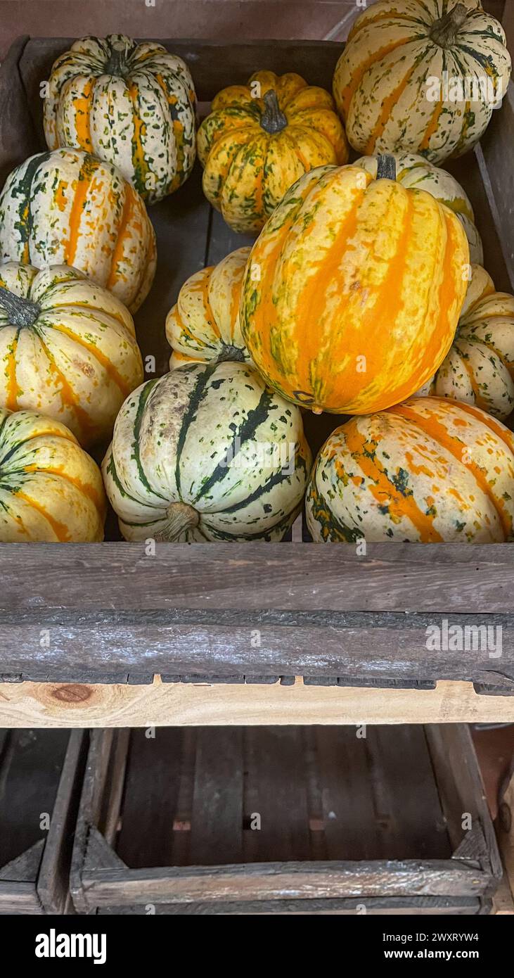 Variety and different types of pumpkins on display to sell ant market ...