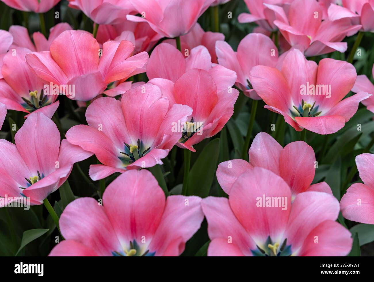 Pink tulip called Bella Blush, Darwinhybrid group. Tulips are divided ...