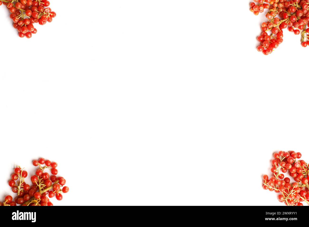 Buffaloberry frame isolated on white background Stock Photo - Alamy