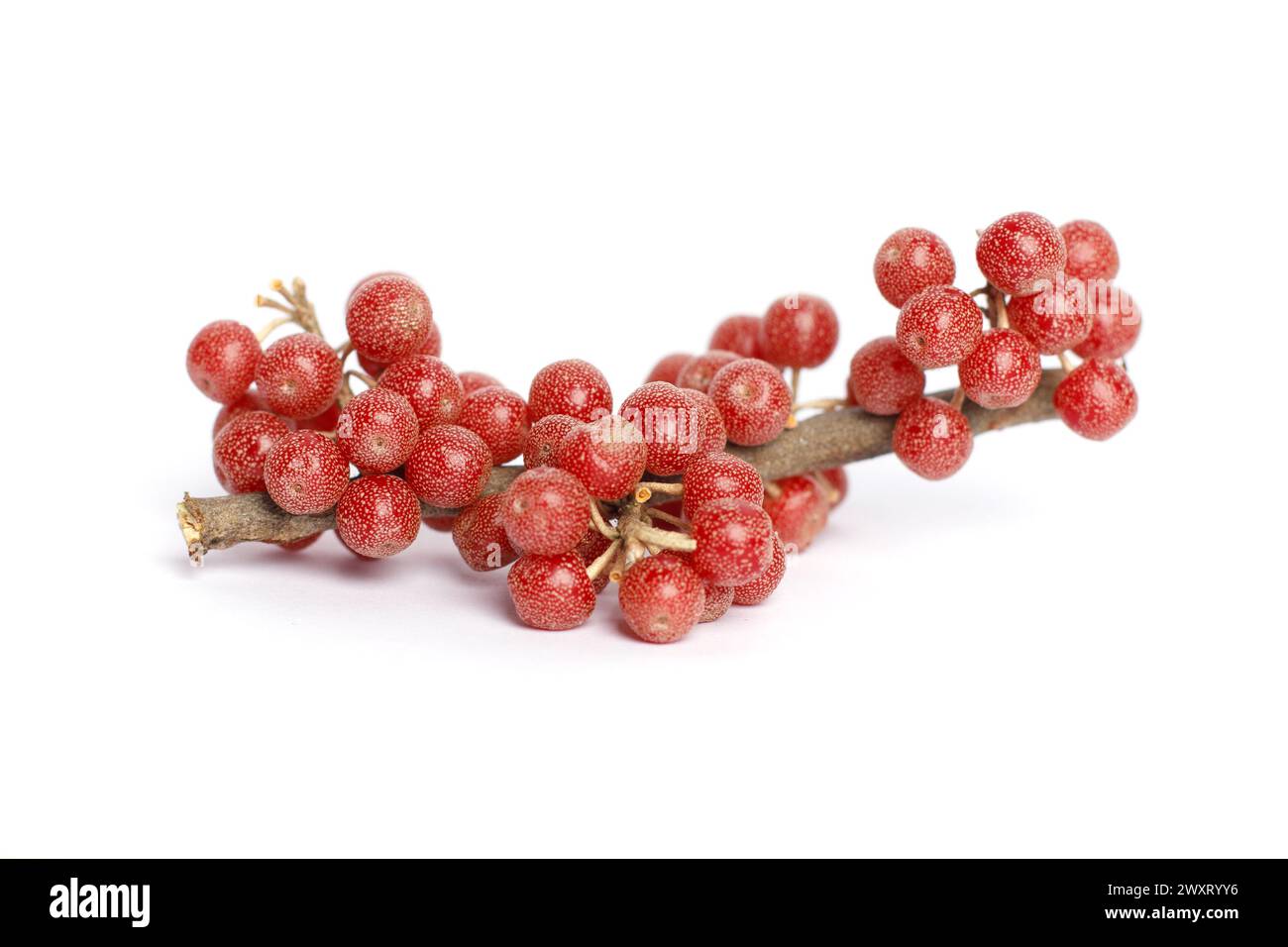 Red bullberry on white background Stock Photo - Alamy