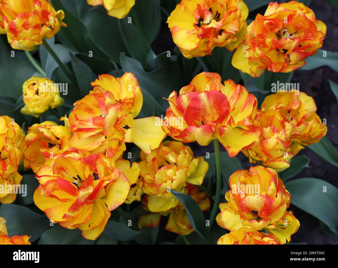 Yellow-orange tulip called 20-TV-07-29 Double Early group. Tulips are ...