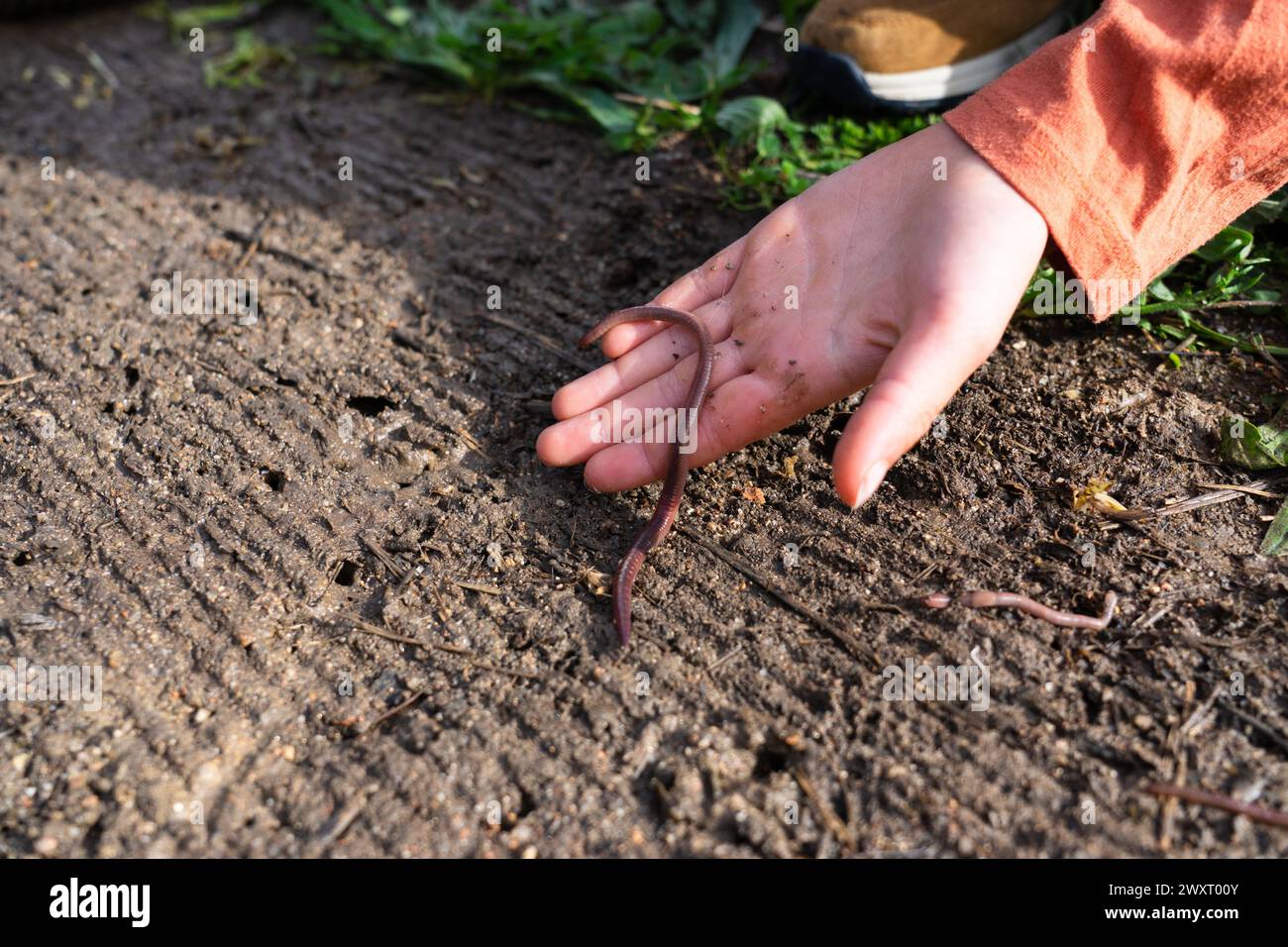 Child's hand with a worm Stock Photo - Alamy