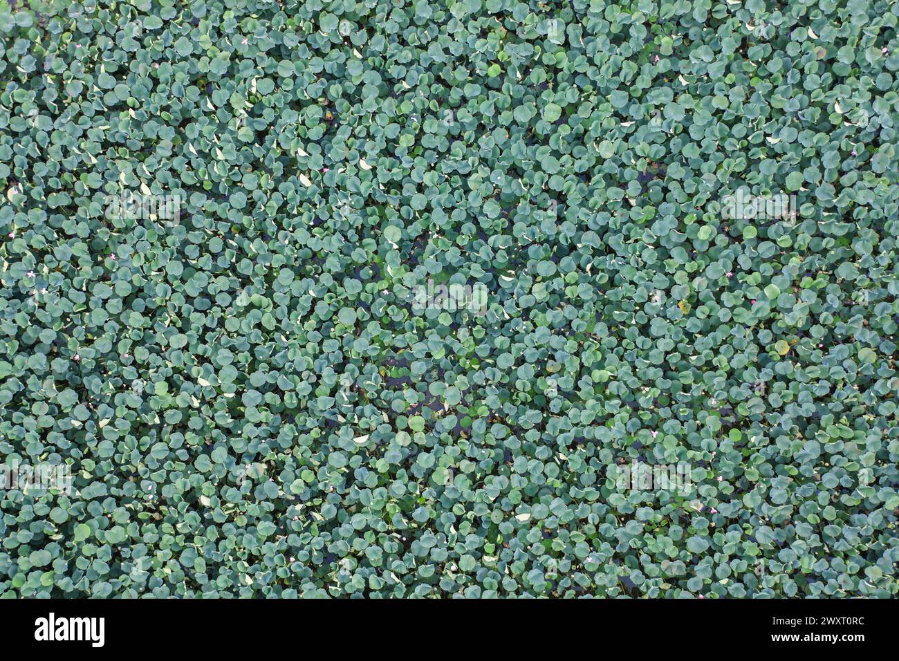 Nature's Gem: Exploring the Beauty of the Swamp Hyacinth Stock Photo ...