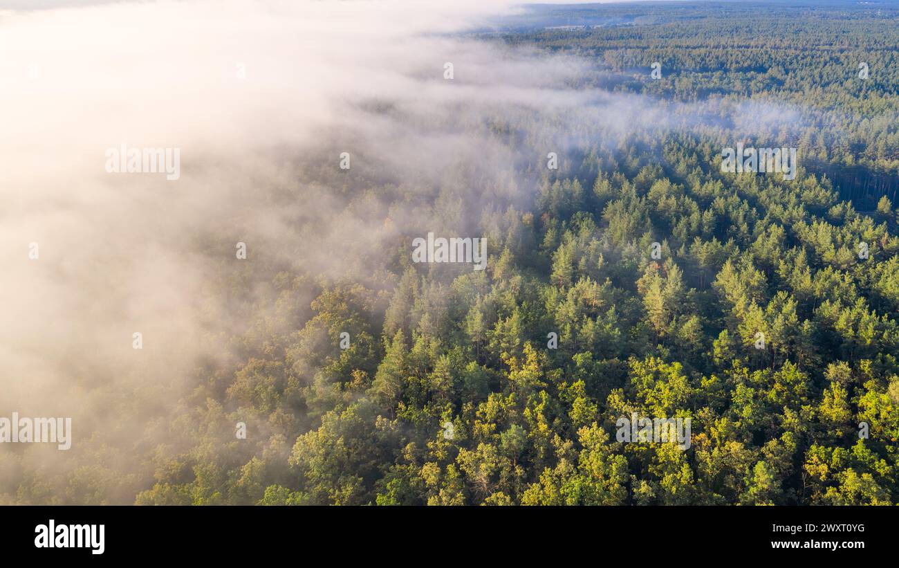 Enigmatic Woods: Ethereal Fog Drifting Through the Forest Stock Photo ...
