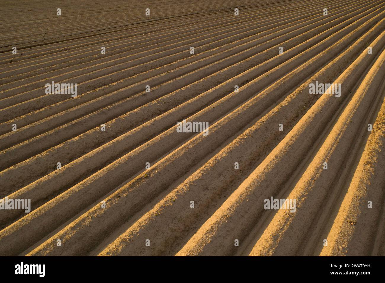 Prepared Ground: Soil Made Ready for Seeding Stock Photo - Alamy