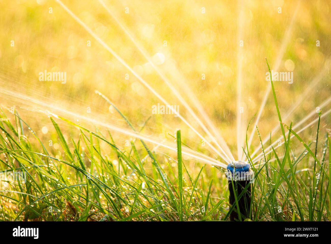Lawn Love: Showering Affection on the Emerald Carpet Stock Photo - Alamy