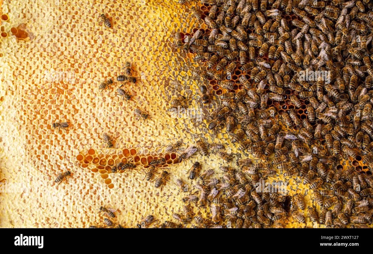 Haven for bees hi-res stock photography and images - Alamy