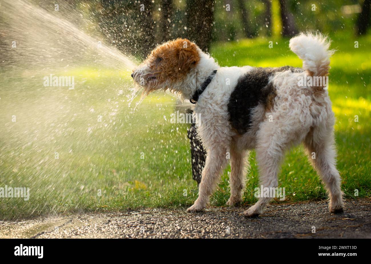 Lawn Care for Dog Owners: Using a Nozzle Stock Photo - Alamy