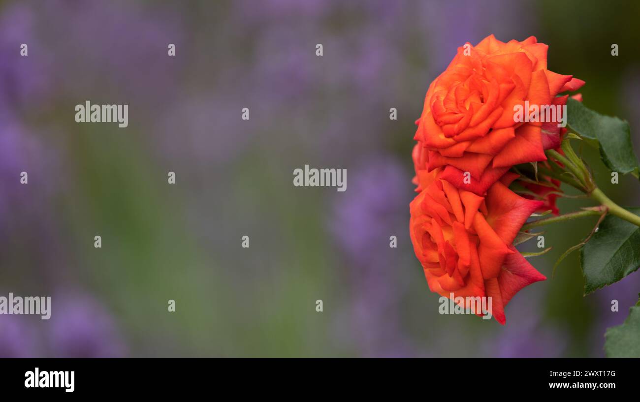 Rose Garden Delight: Vibrant Roses Blossoming in the Sun Stock Photo ...