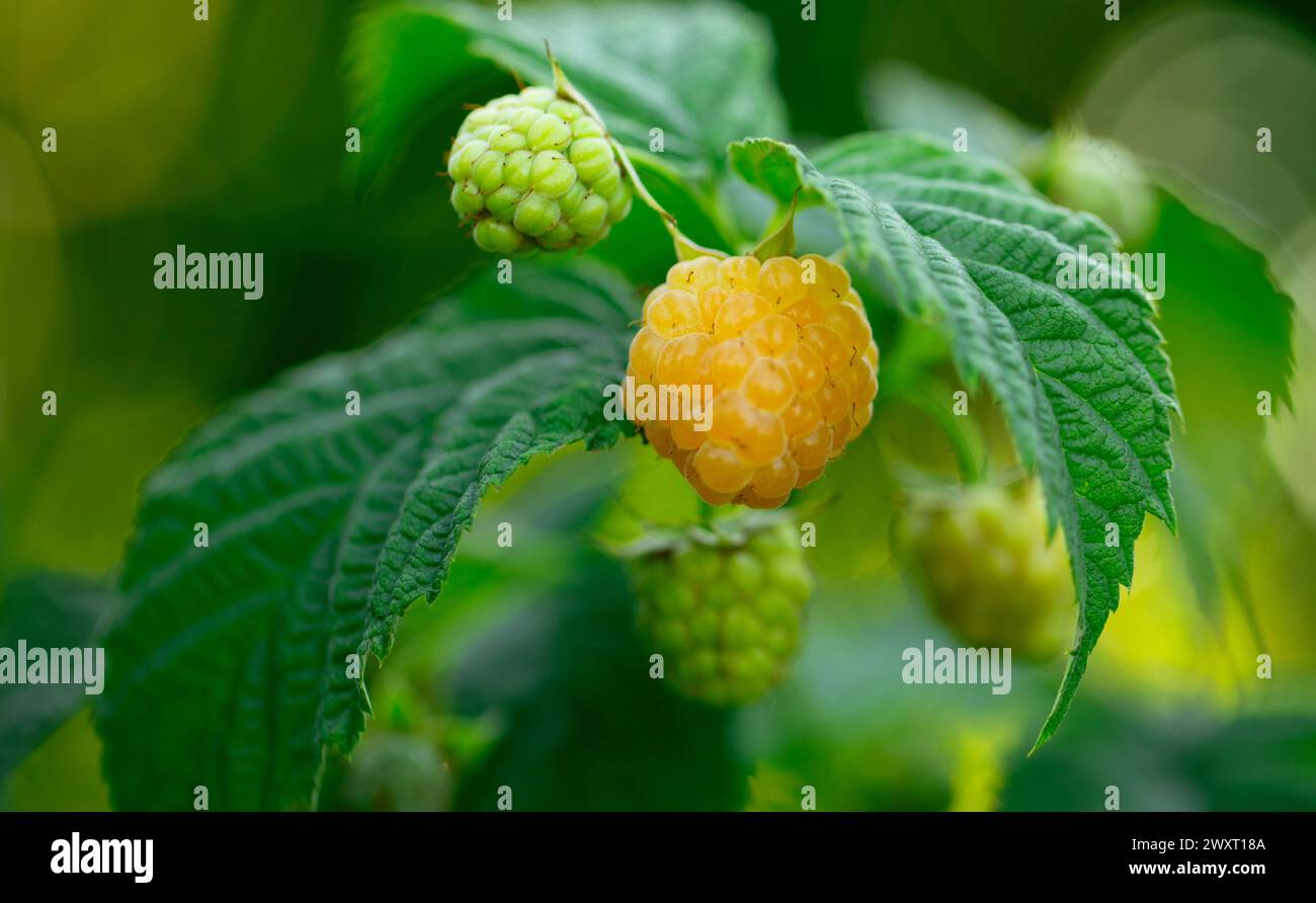 Sunshine Sweetness: Vibrant Yellow Raspberries Ripen on the Vine Stock ...