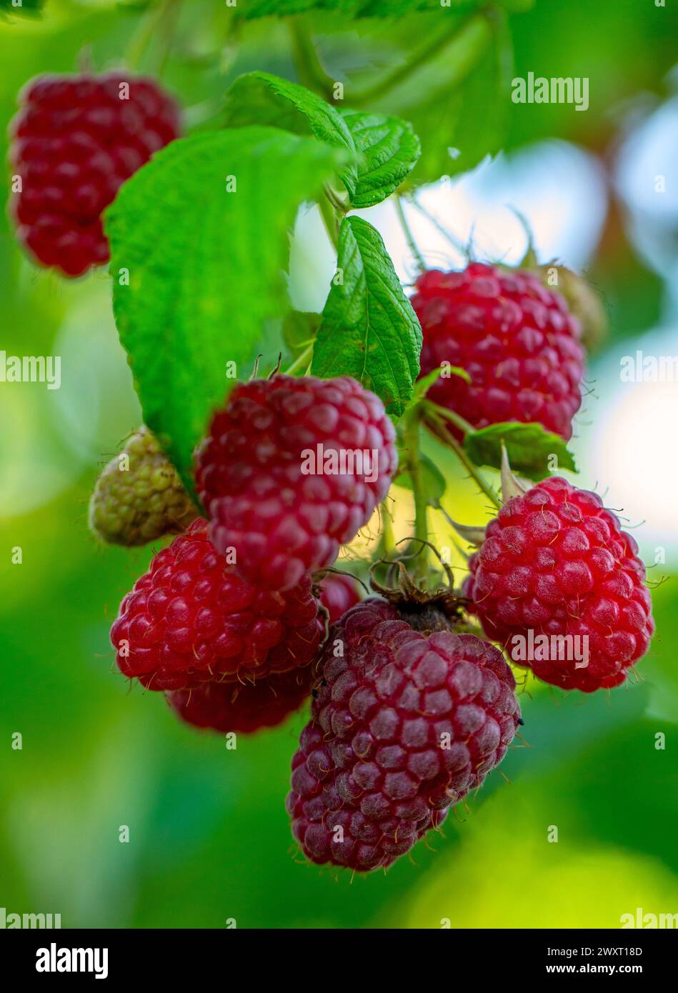 Bursting with berries hi-res stock photography and images - Alamy