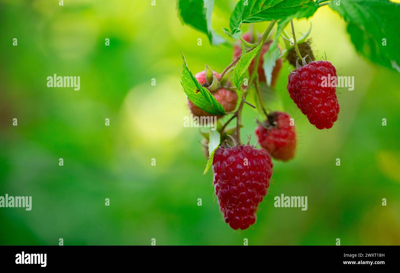Berry Bounty: Plump Raspberries Ripening on the Vine Stock Photo - Alamy