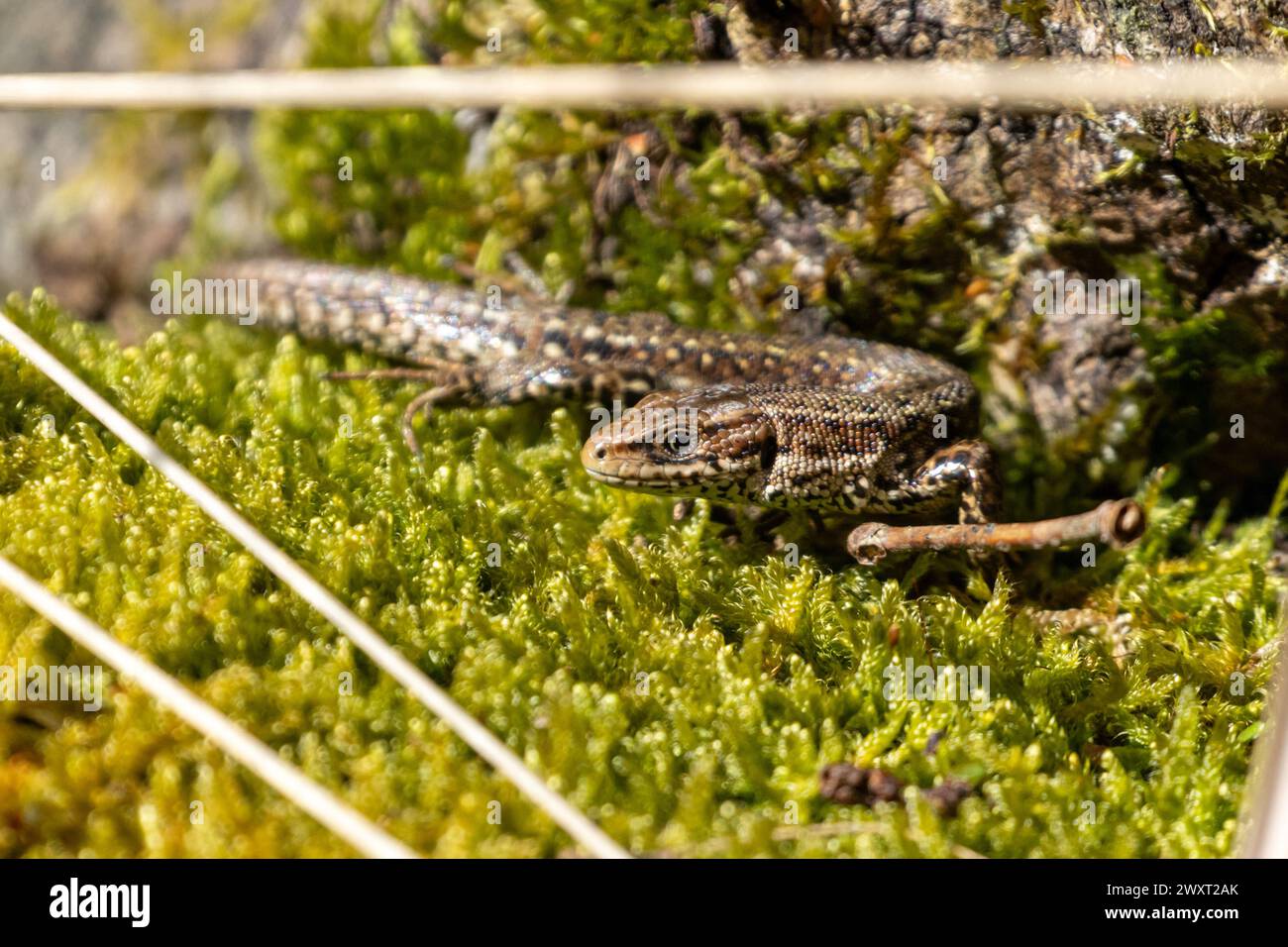 A Common lizard, Zootoca vivipara, basks on a moss covered tree in the ...