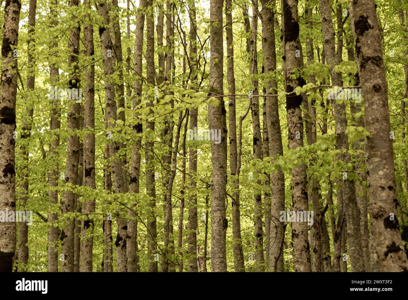 Tall thin trees hi-res stock photography and images - Alamy
