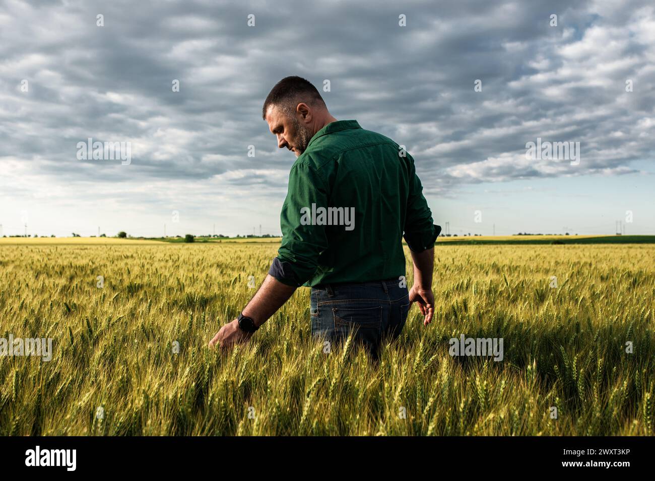 Farmer in wheat field examining hi-res stock photography and images - Alamy