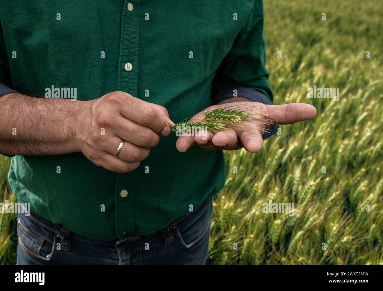 Close up of farmer hands examining wheat crop in field Stock Photo - Alamy