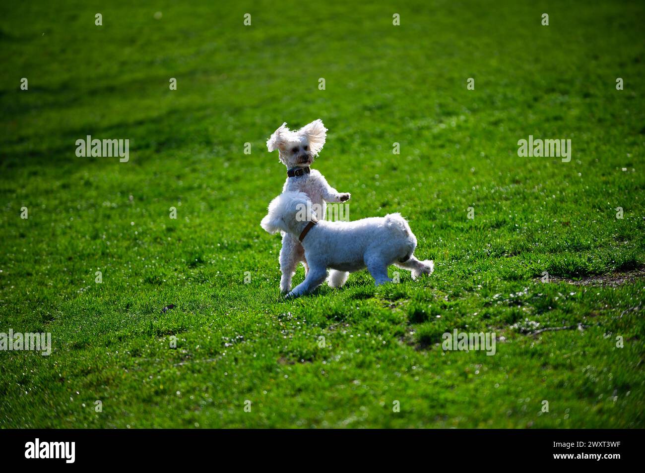 Dogs play together hi-res stock photography and images - Alamy