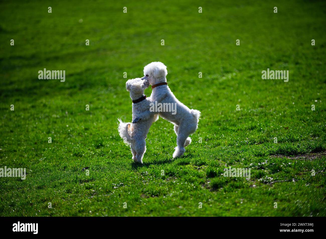Pomeranian poodle hi-res stock photography and images - Alamy