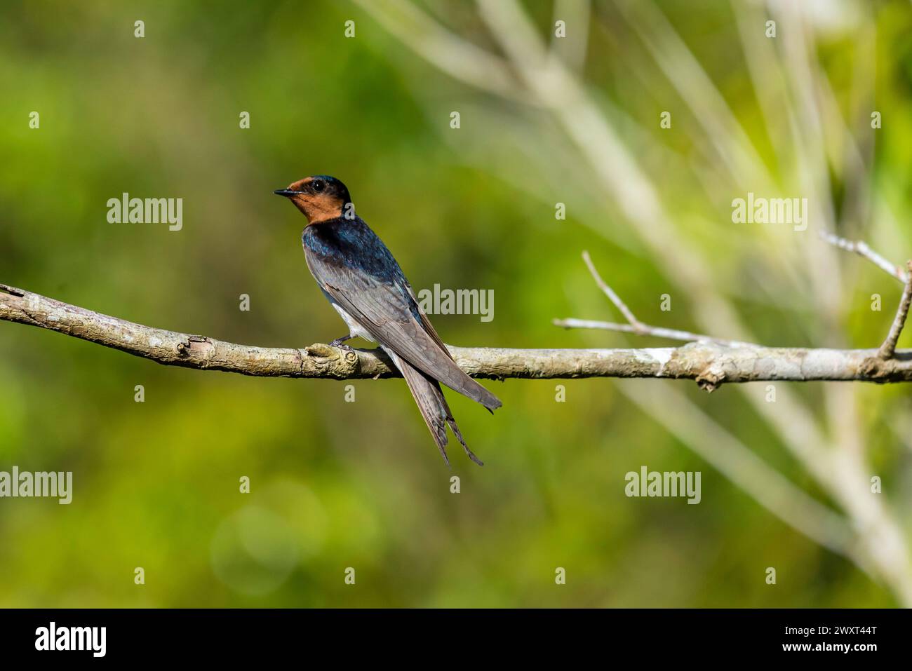 A Welcome Swallow (Hirundo neoxena) sits on a branch on the banks of ...
