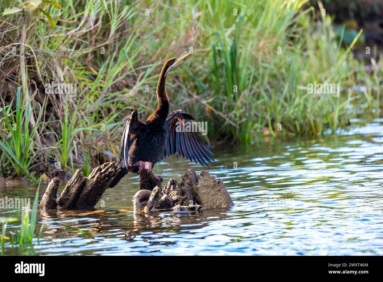 Native australian wet tropics hi-res stock photography and images - Alamy
