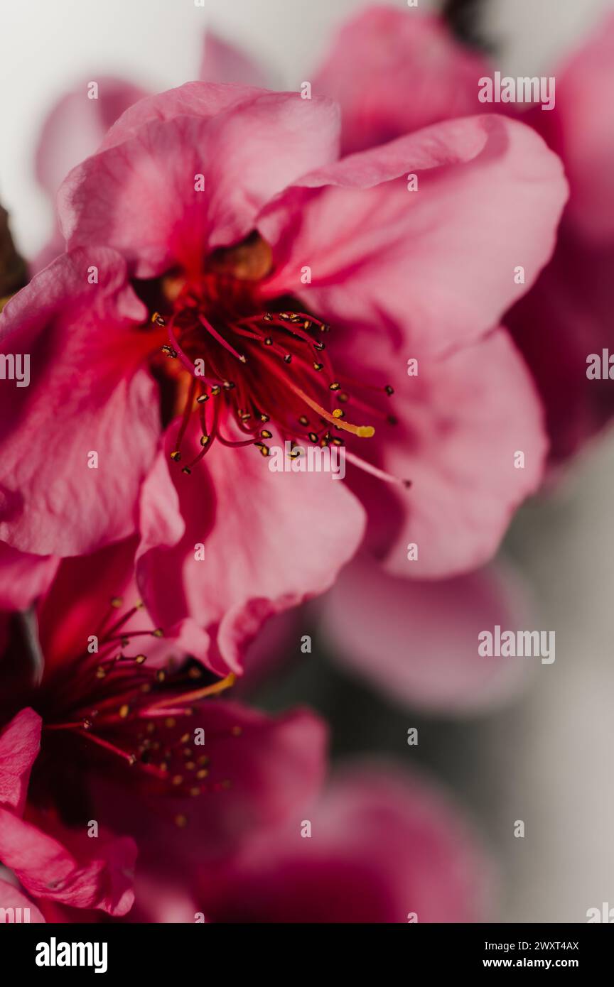 Cherry graphic hi-res stock photography and images - Alamy