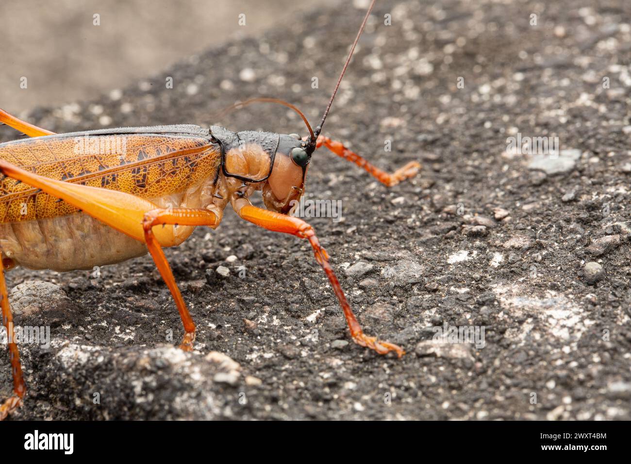 a vivid orange grasshopper explores an asphalt path, symbolizing ...