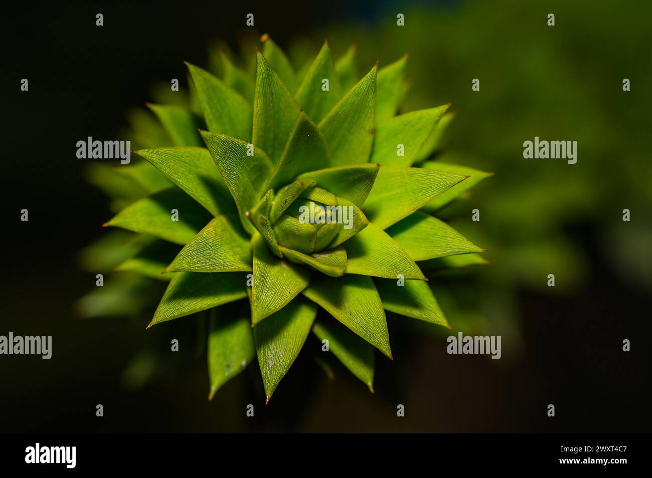 Monkey puzzle tree Araucaria araucana macro Stock Photo - Alamy