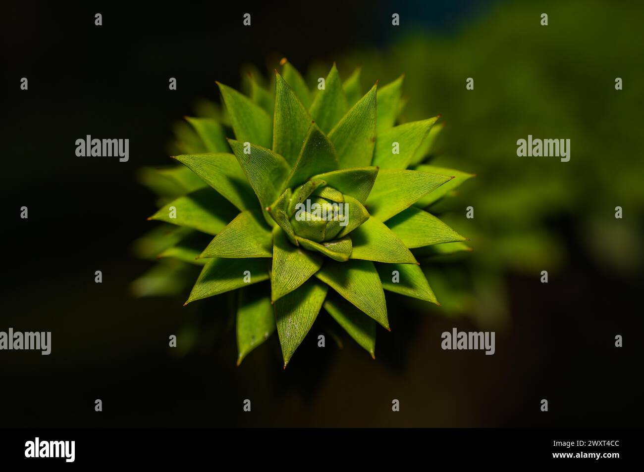 Monkey puzzle tree Araucaria araucana macro Stock Photo - Alamy