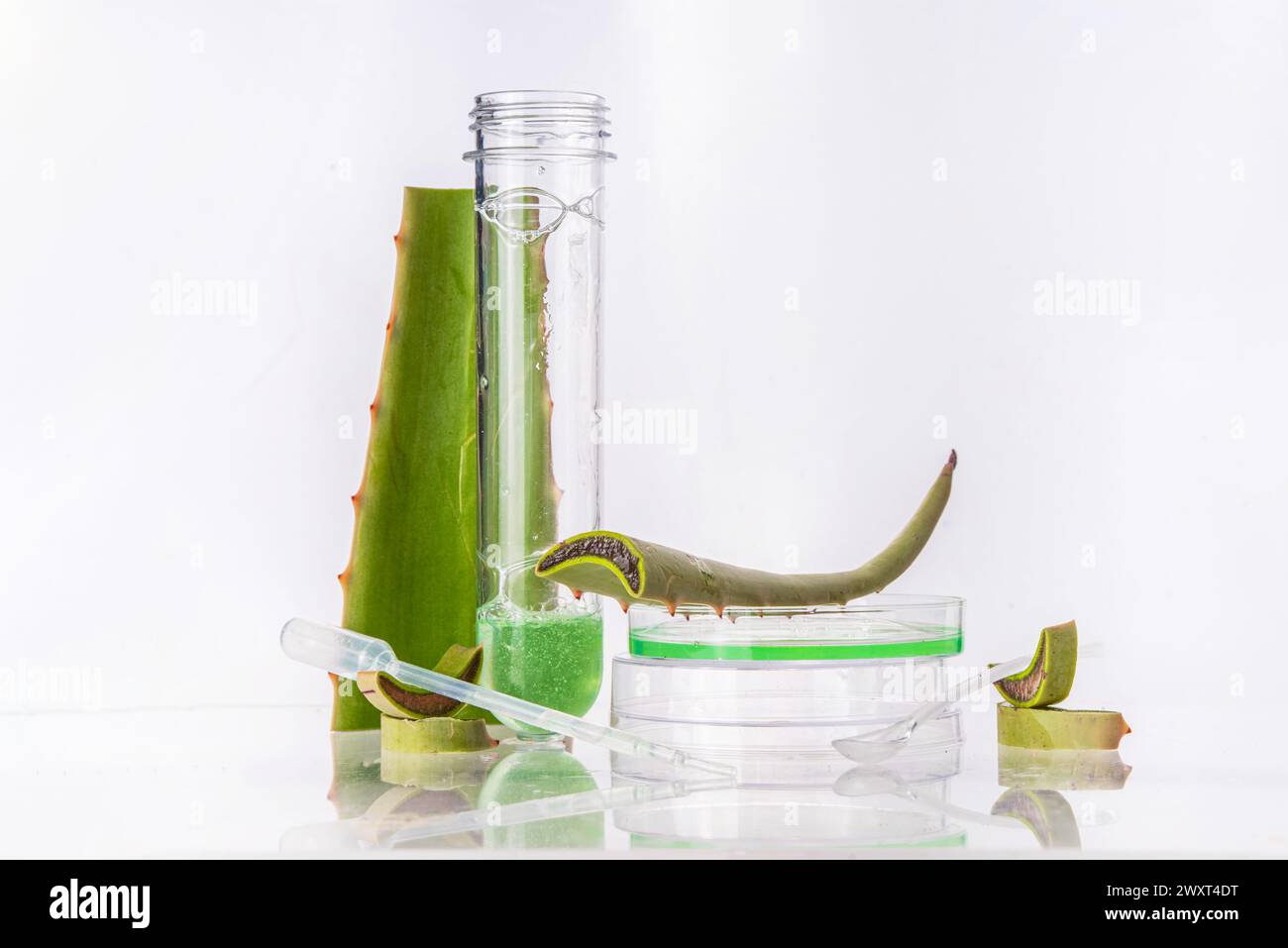 Aloe vera gel or extract with laboratory equipment, glassware. Organic ...
