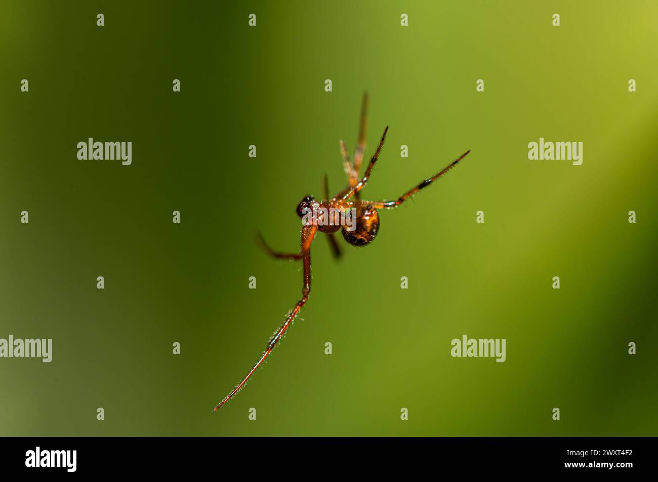 Spider hanging on a web Stock Photo - Alamy