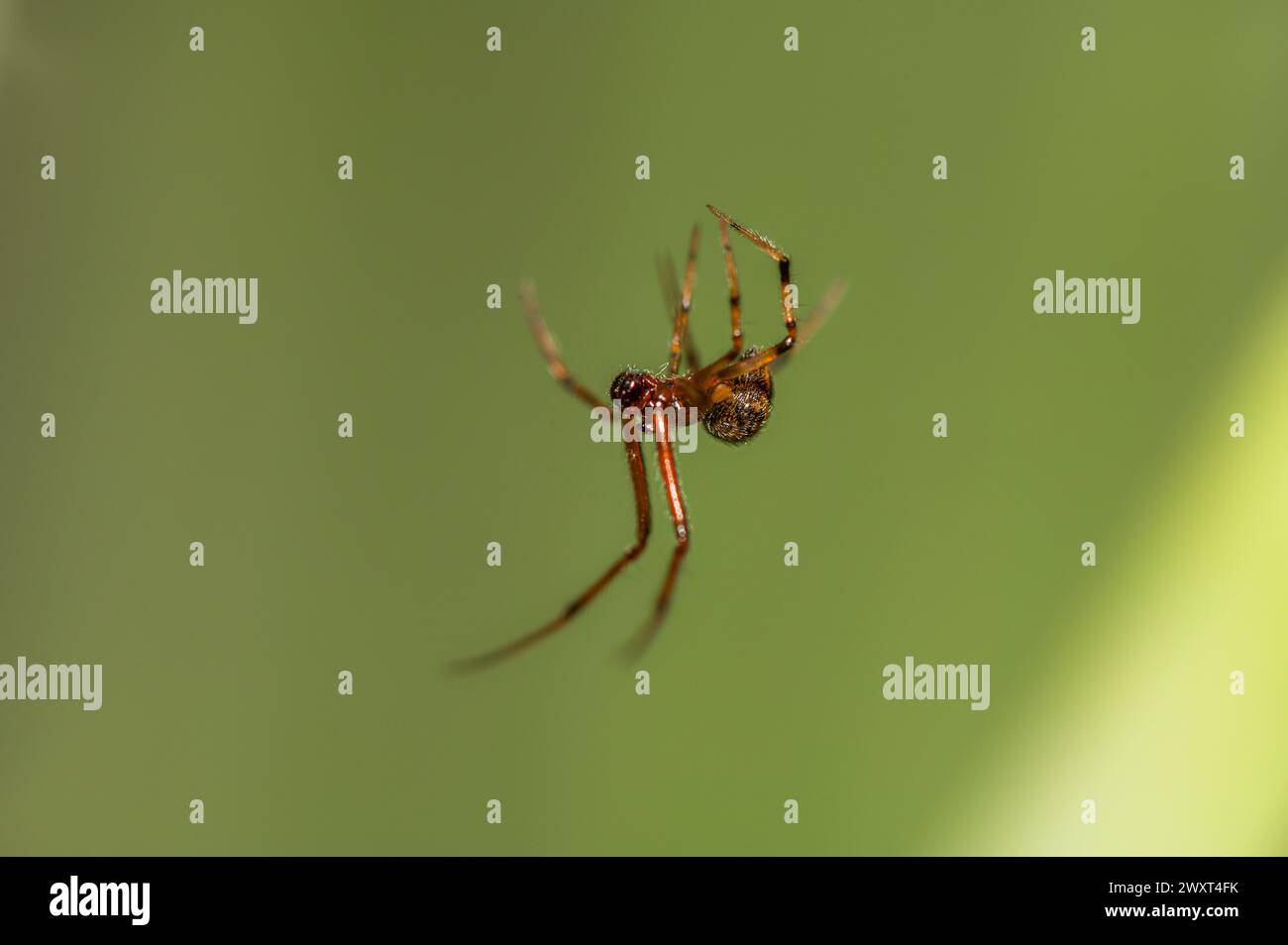 Spider hanging on the net hi-res stock photography and images - Alamy