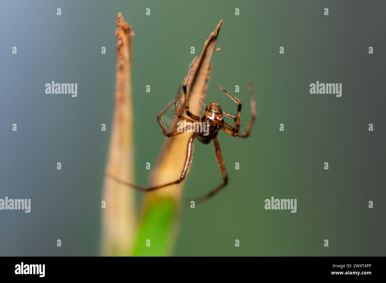 Spider hanging on a web Stock Photo - Alamy