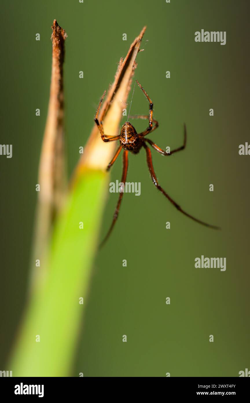 Hairy hanging hi-res stock photography and images - Alamy