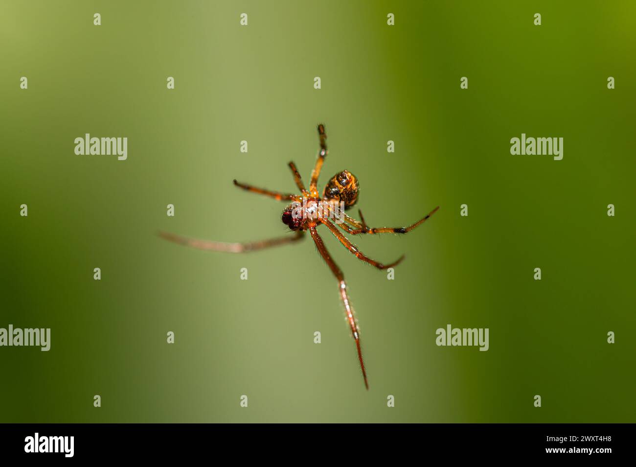 Spider hanging on the net hi-res stock photography and images - Alamy