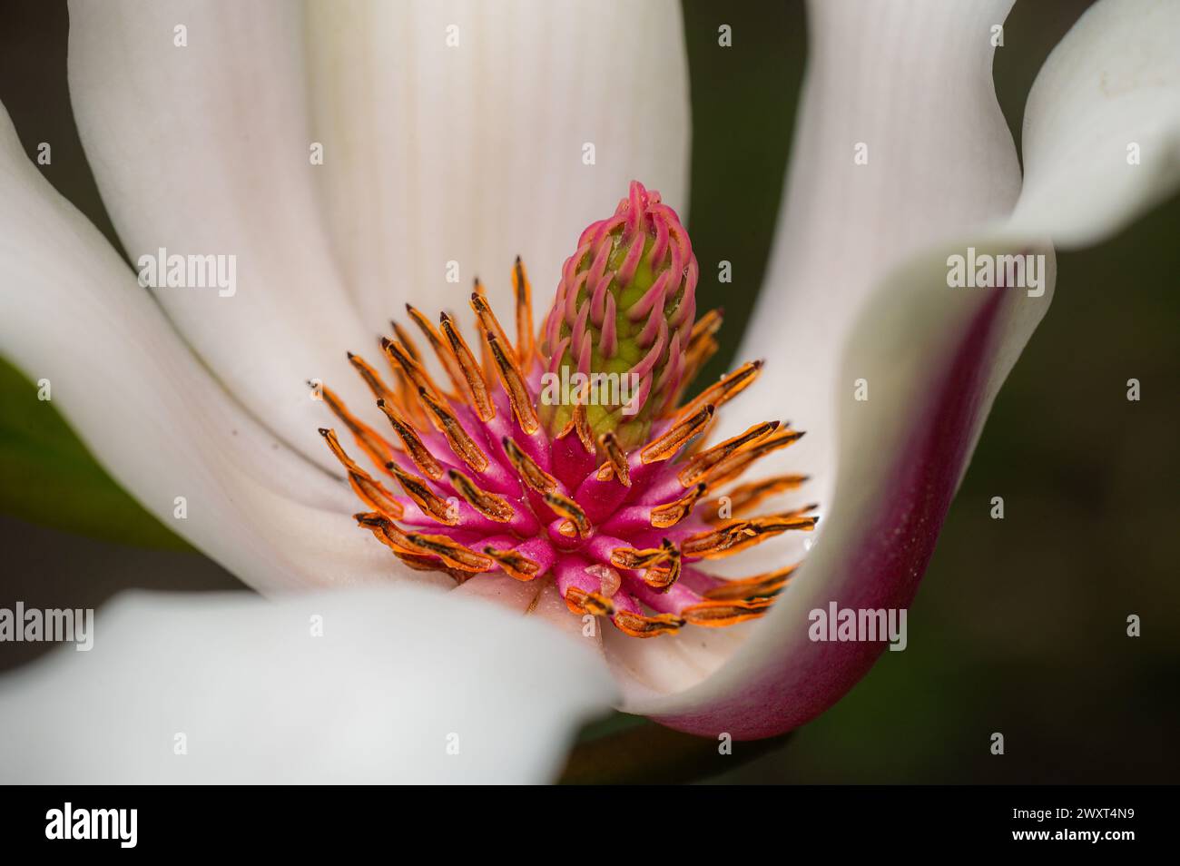 Magnolia flower with nectar drops macro Stock Photo - Alamy