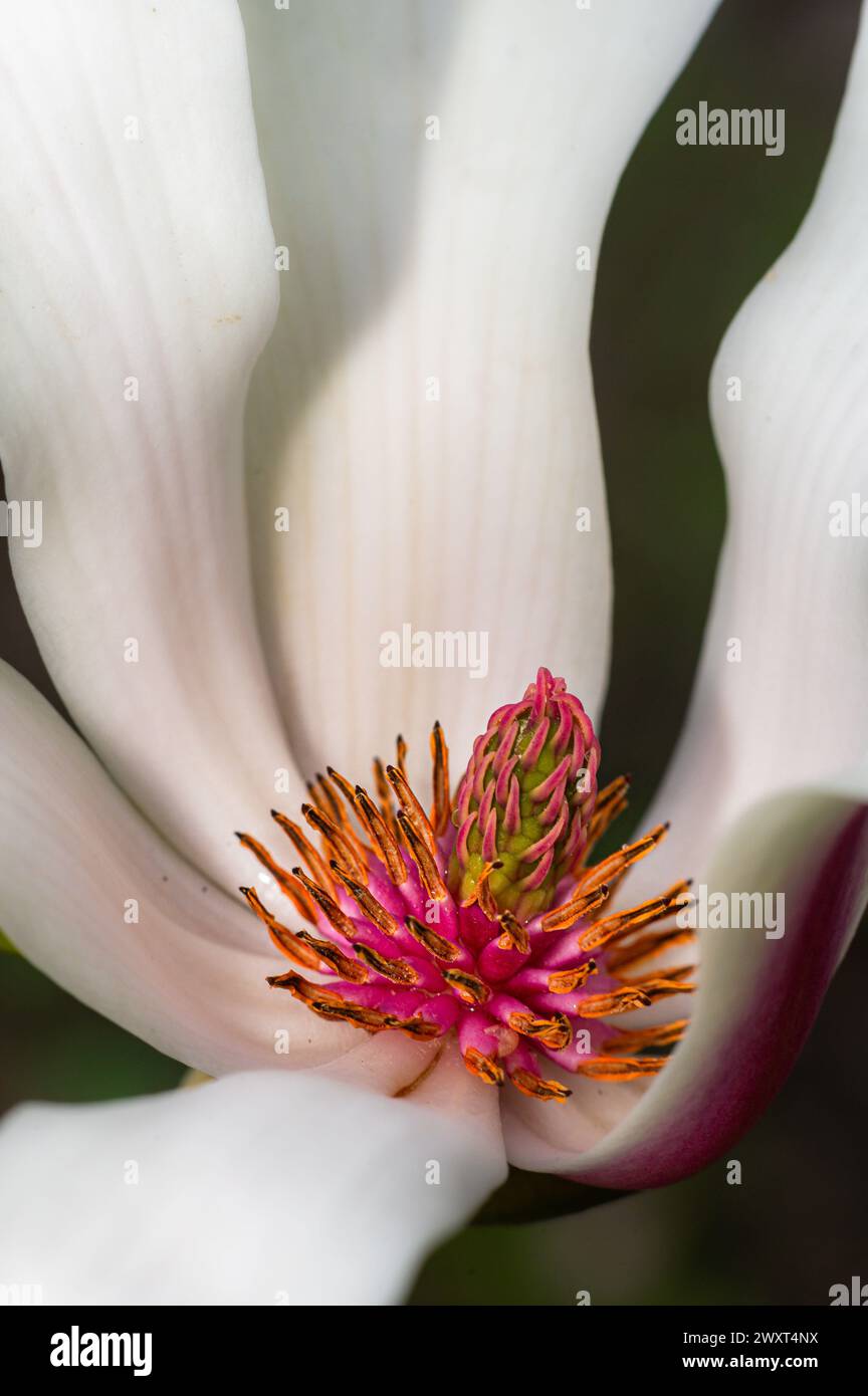Lily magnolia magnolia liliiflora hi-res stock photography and images ...