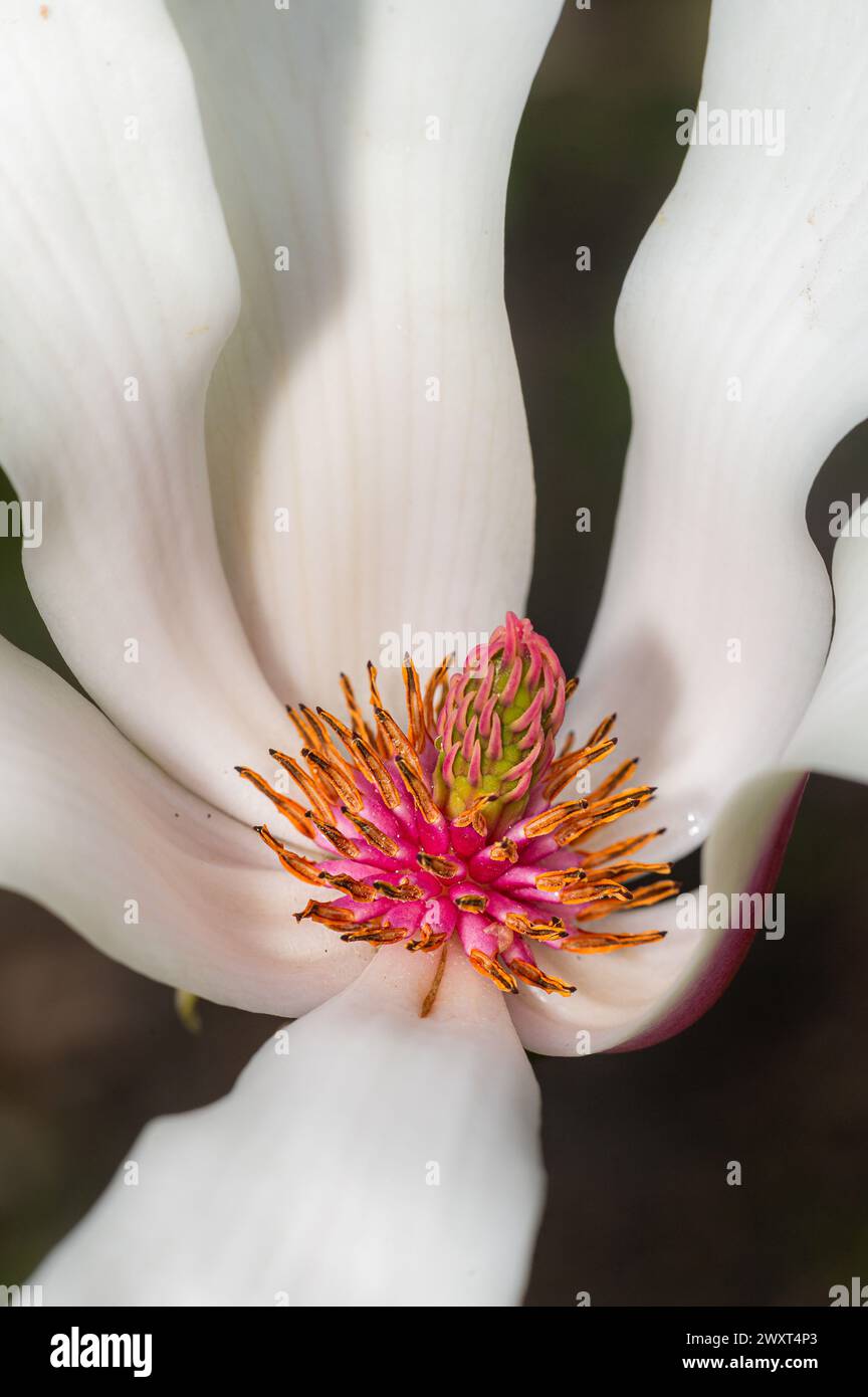 Magnolia flower with nectar drops macro Stock Photo - Alamy