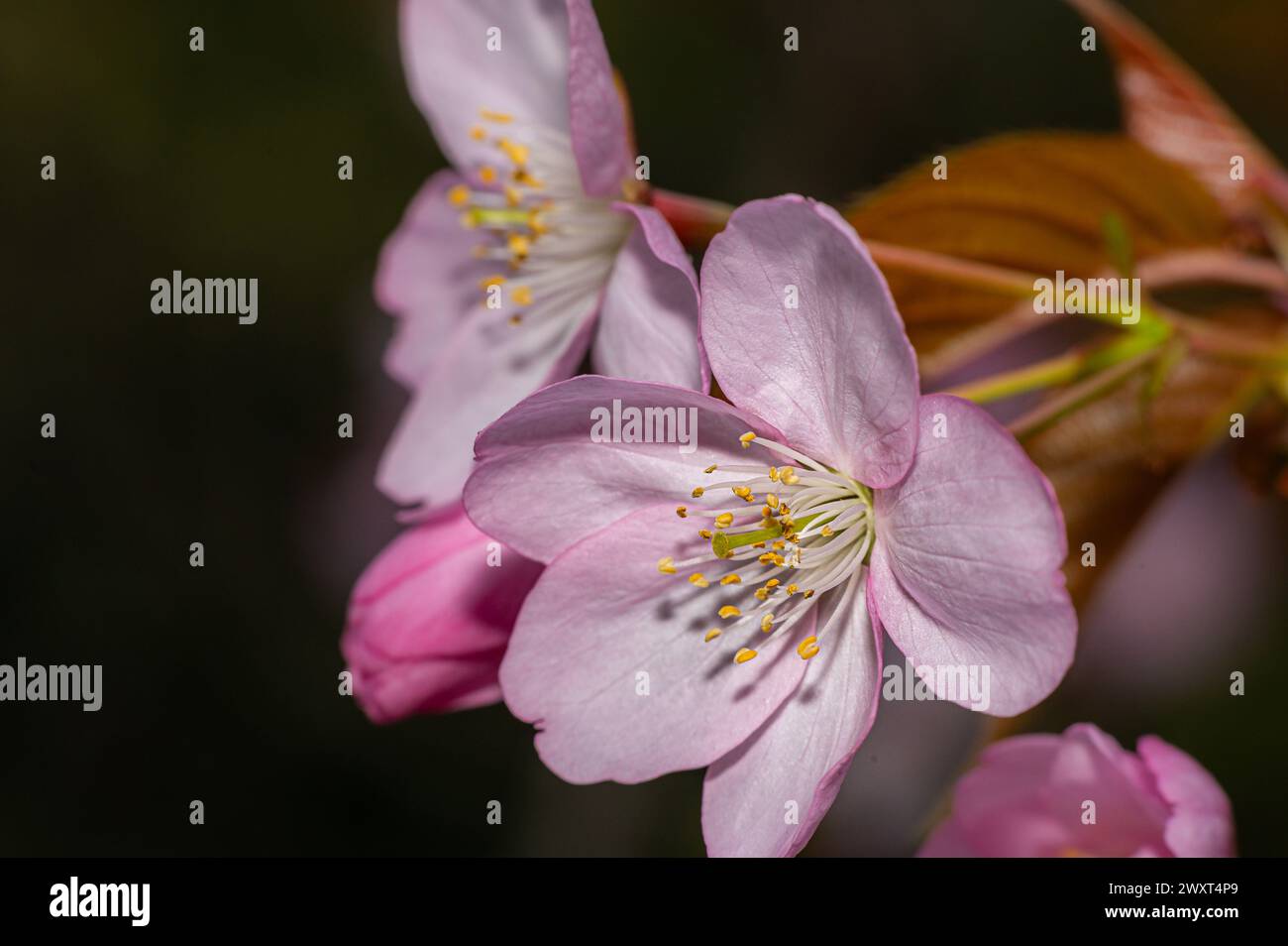 Macro shot pink bush hi-res stock photography and images - Alamy