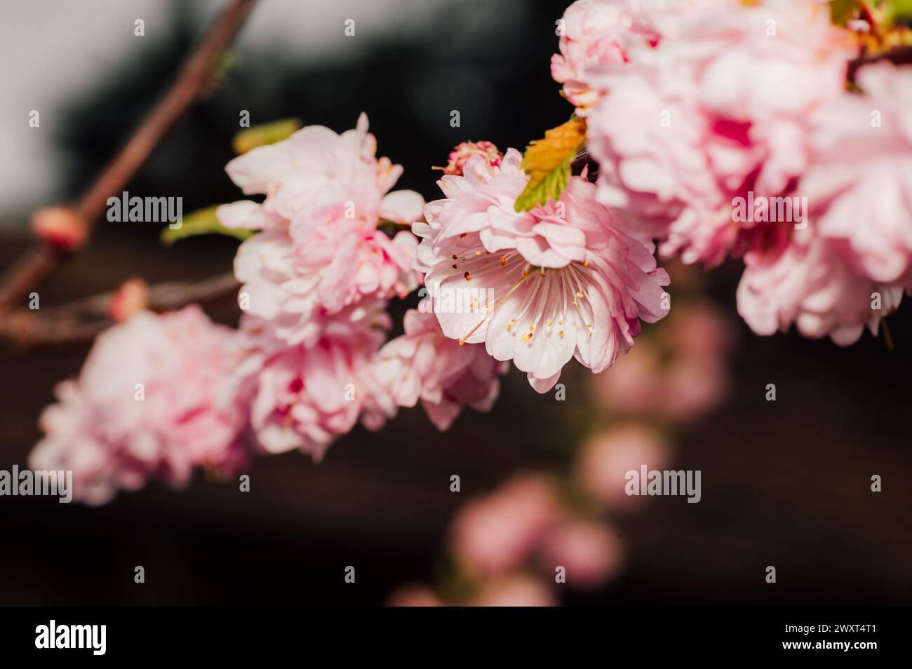 Cherry blossom macro shot (prunus Stock Photo - Alamy