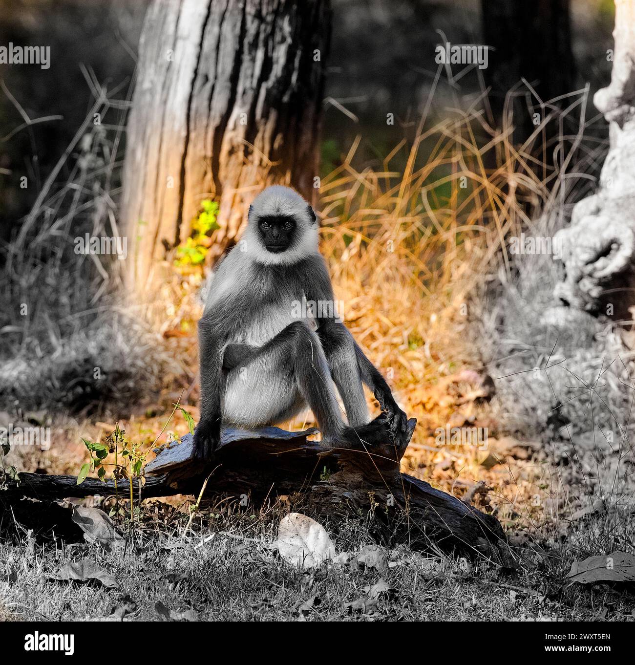 Semnopithecus hypoleucos hi-res stock photography and images - Alamy