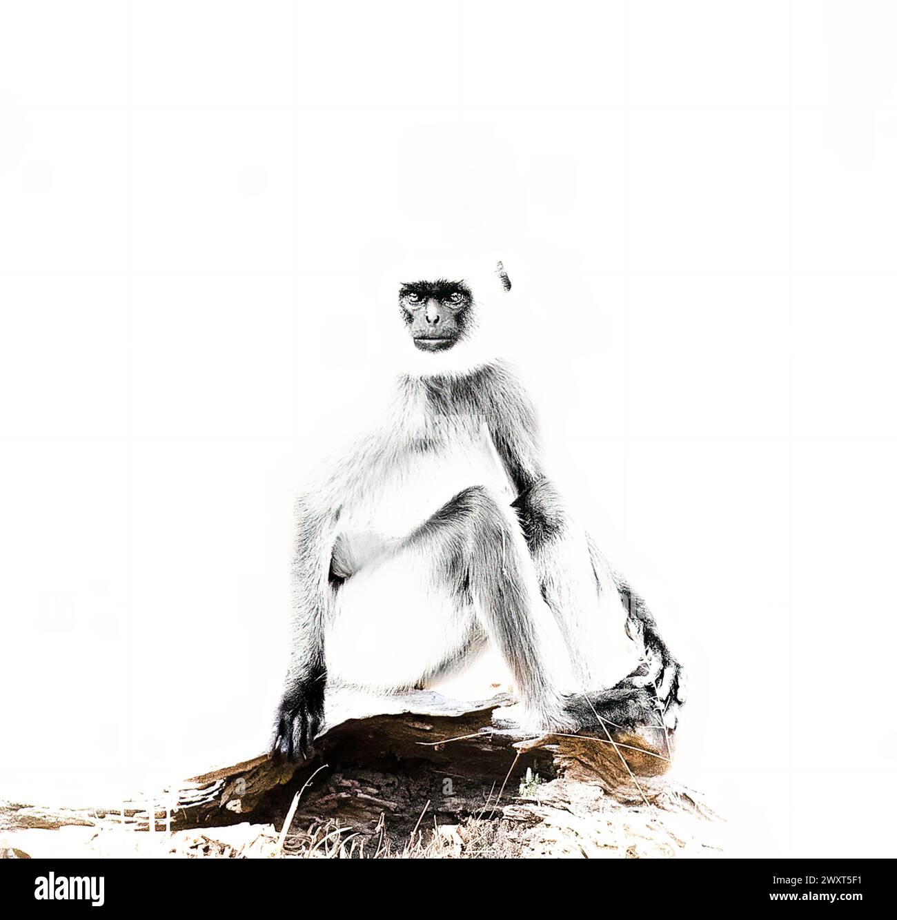 Semnopithecus hypoleucos hi-res stock photography and images - Alamy