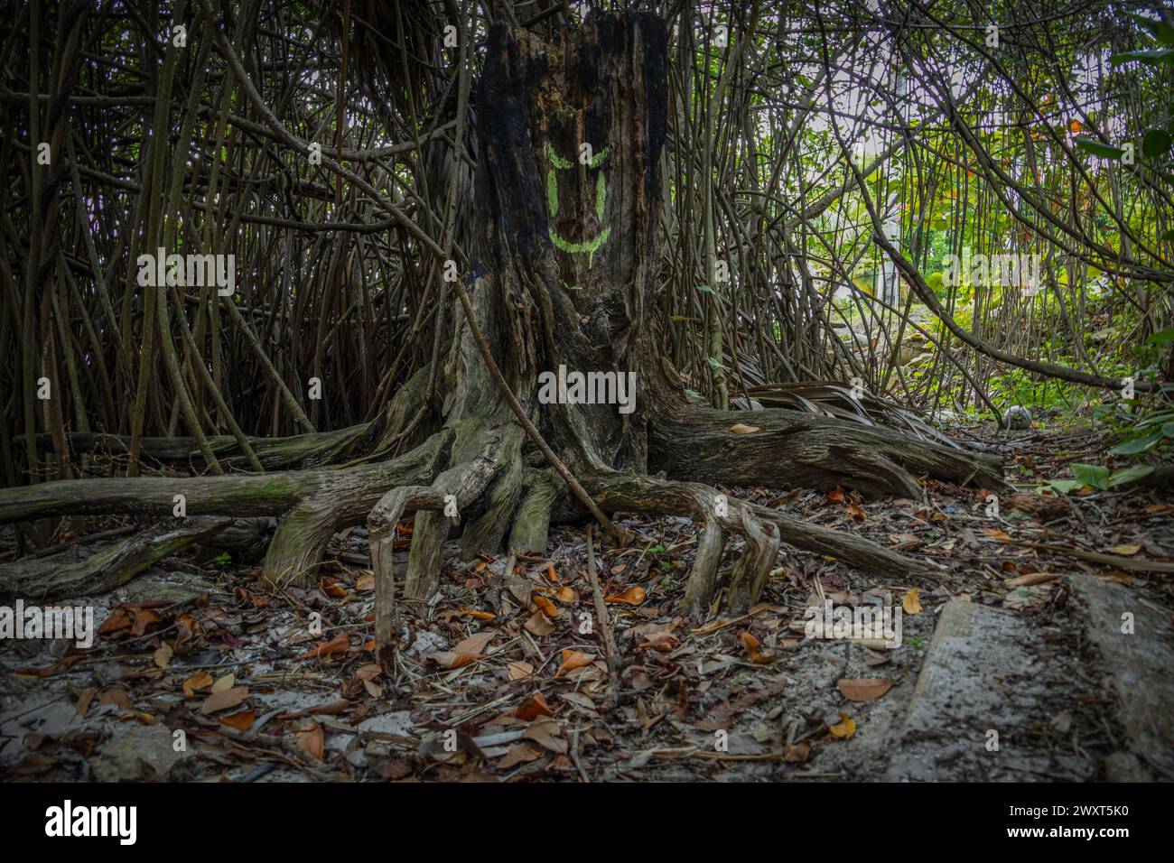 Scary trails florida hi-res stock photography and images - Alamy
