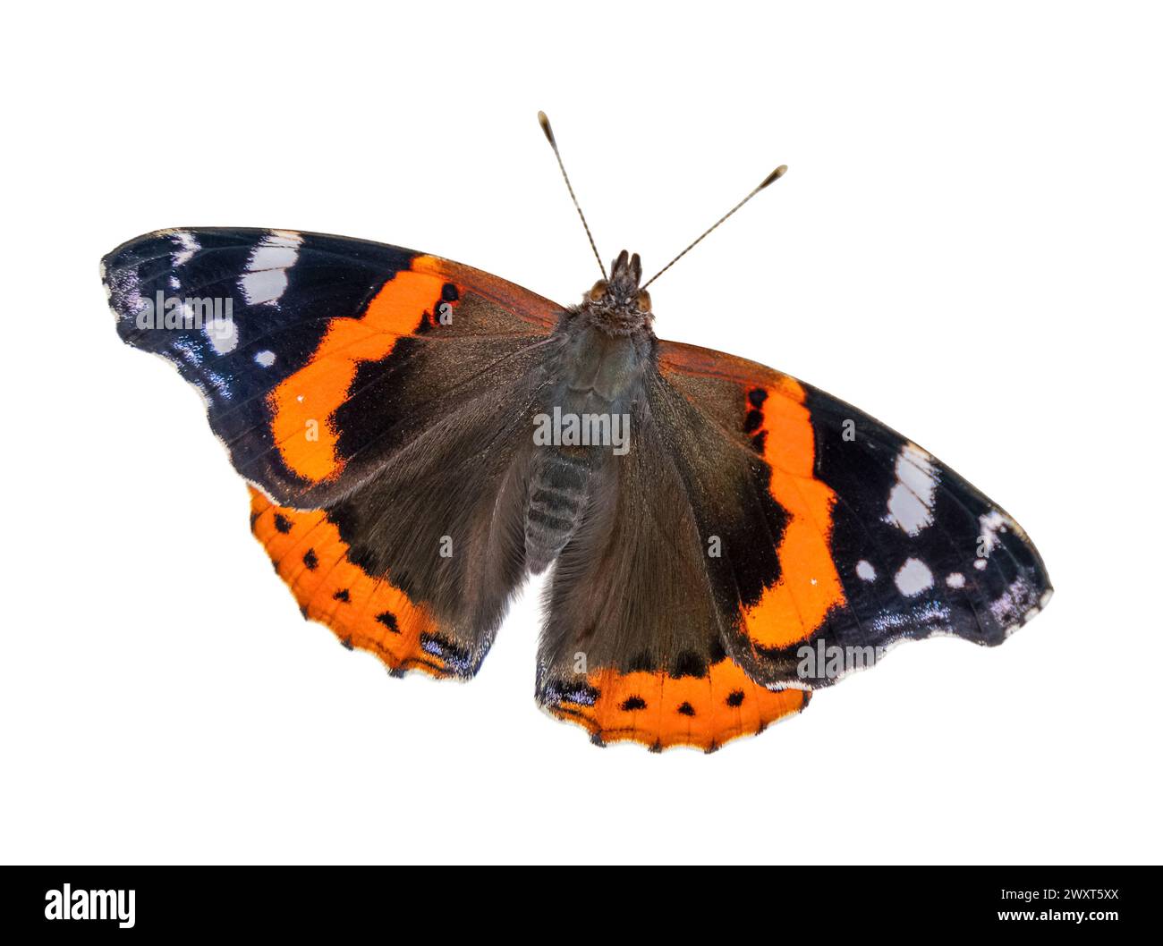 Back view of butterfly Cut Out Stock Images & Pictures - Alamy