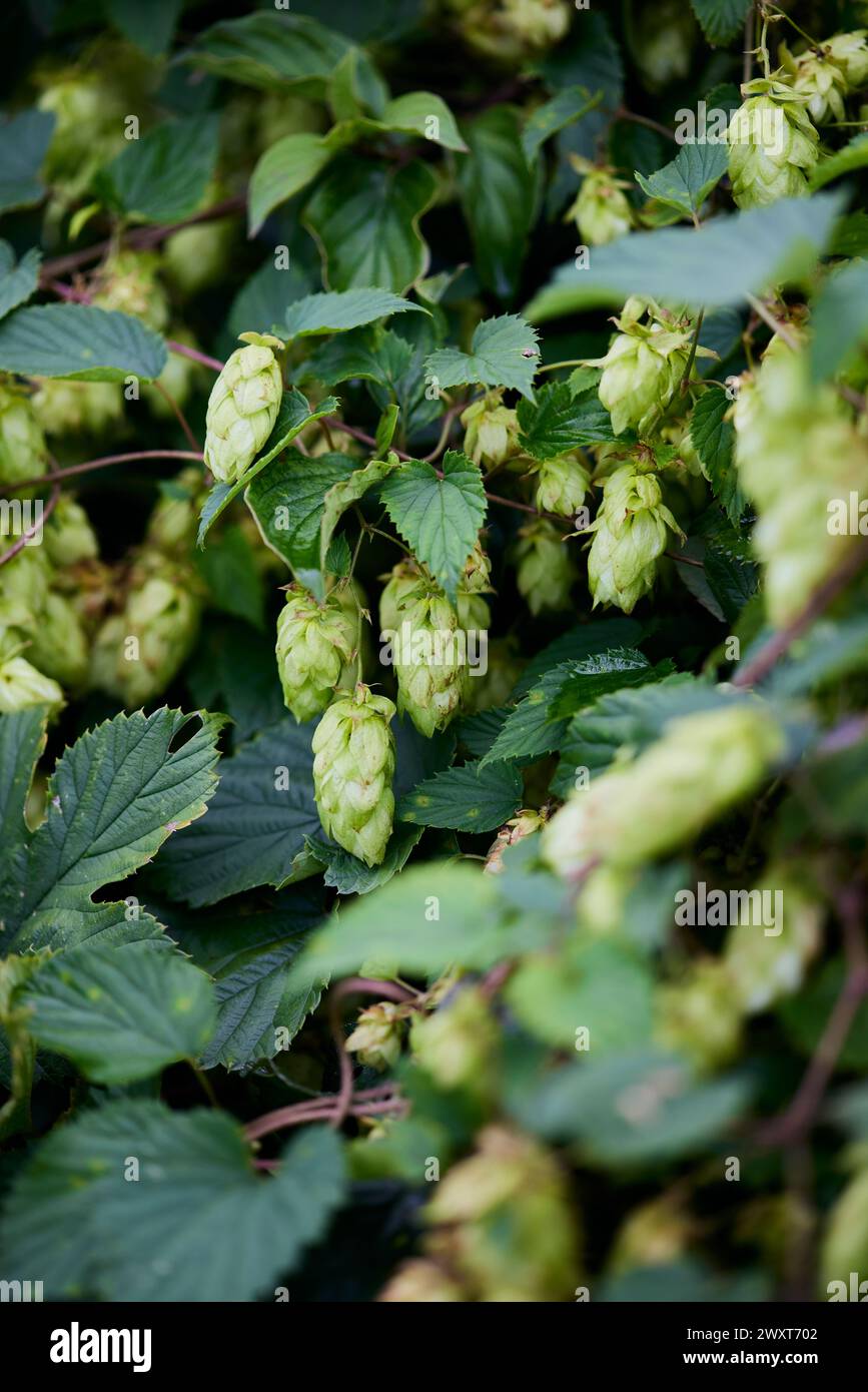 Wild hops hi-res stock photography and images - Alamy