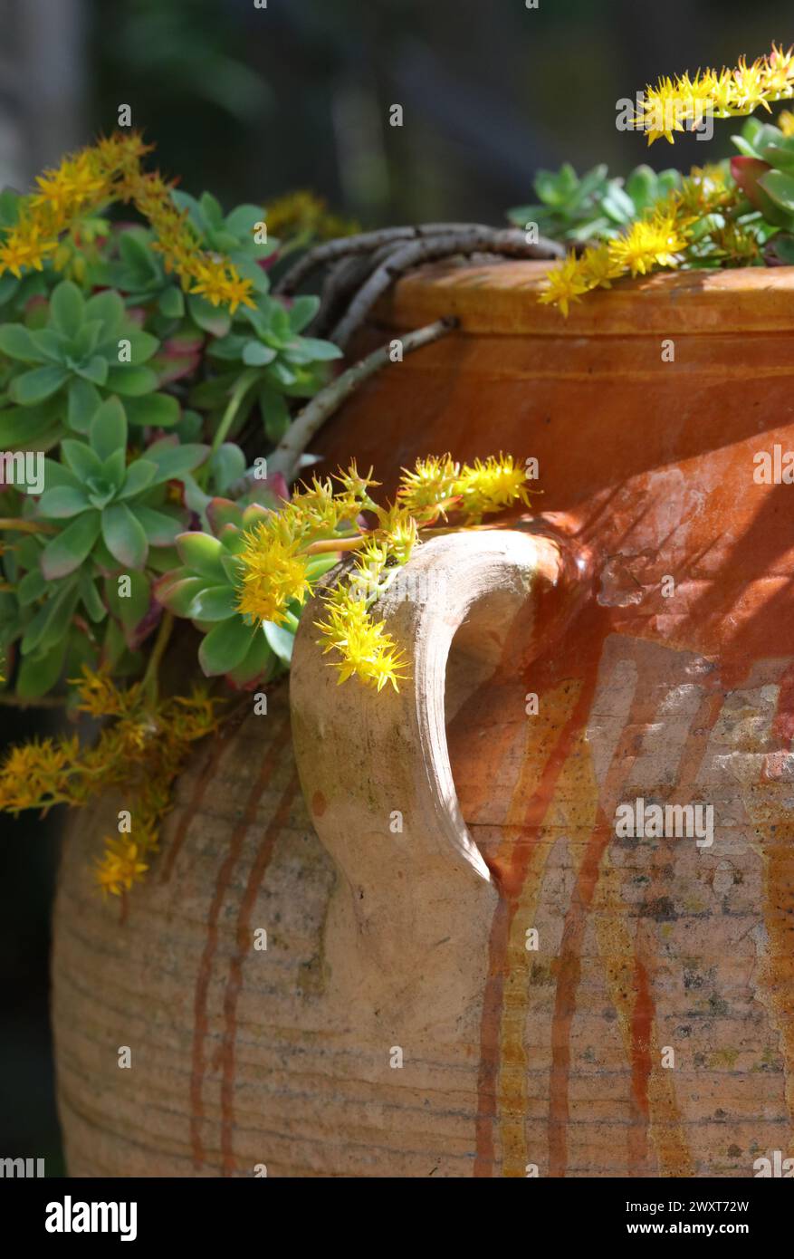 Sedum in large rustic stone jar Stock Photo - Alamy