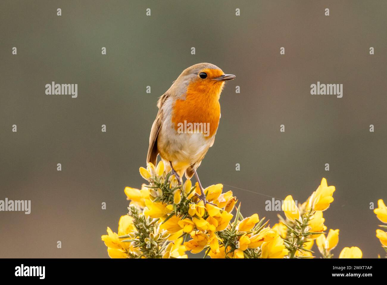 Singing robin britain spring hi-res stock photography and images - Alamy